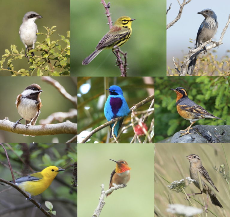 Bird Collage PIF - Partners in Flight