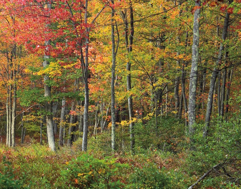 Eastern-deciduous-forest-in-autumn.-Credit-Nicholas-A.-Tonelli. copy ...