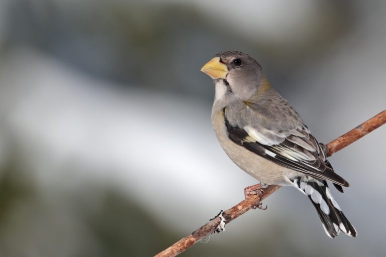 Species Conservation Profiles Archive - Partners in Flight