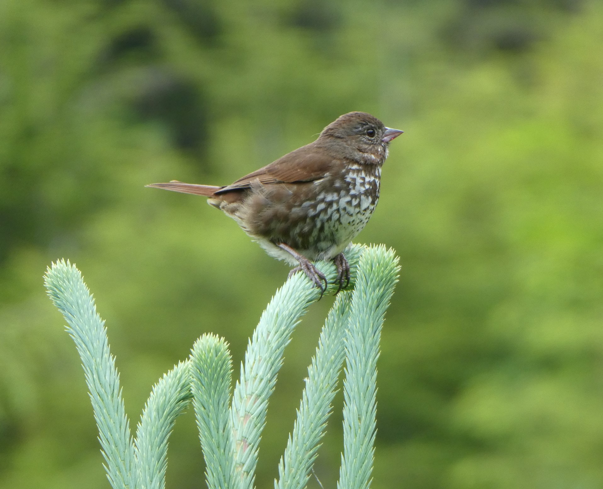 Fox Sparrow © Gwen Baluss - Partners in Flight