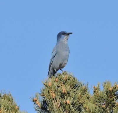 Conservation Strategy for Pinyon Jay - Partners in Flight