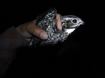 Migratory connectivity is a powerful tool for conservation and ...